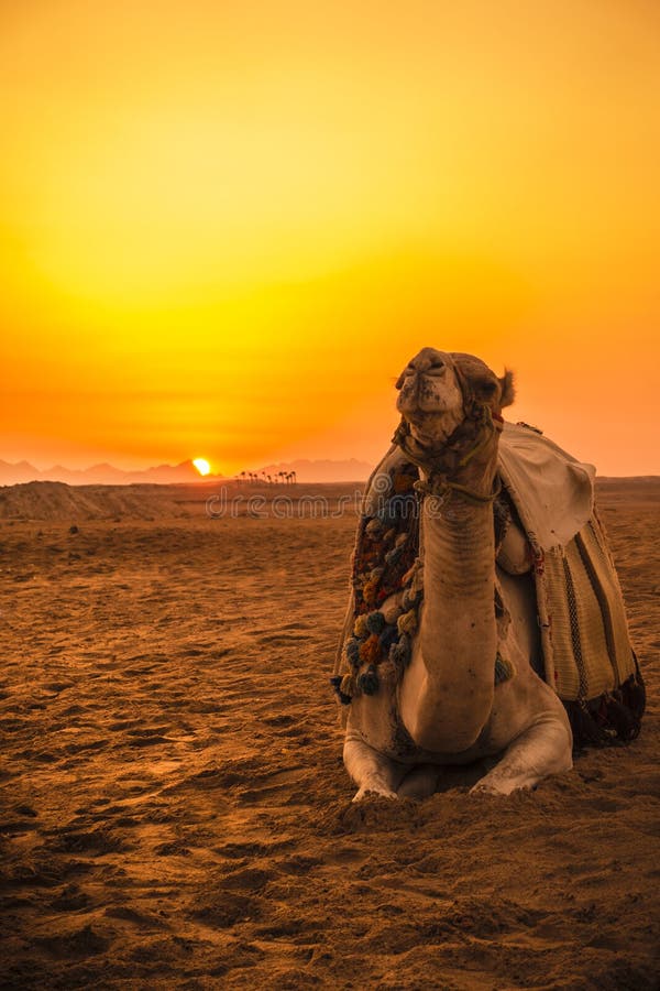 Camel in front of sunset stock image. Image of blue, egyptian - 58816513