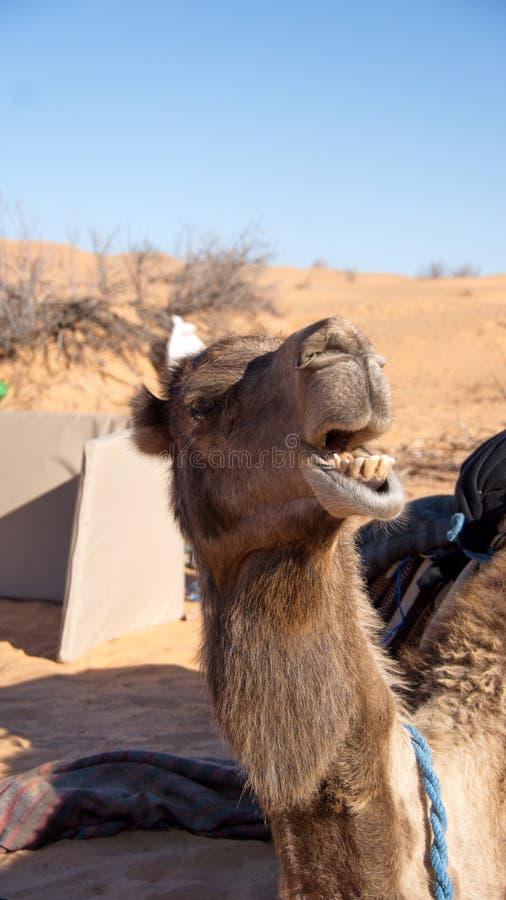 Camel with a Funny Expression in the Desert Stock Image - Image of ...