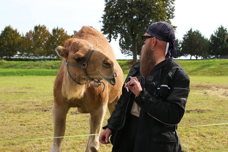 Camel with Funny Look, Wants the Cigarette from a Man Stock Image ...