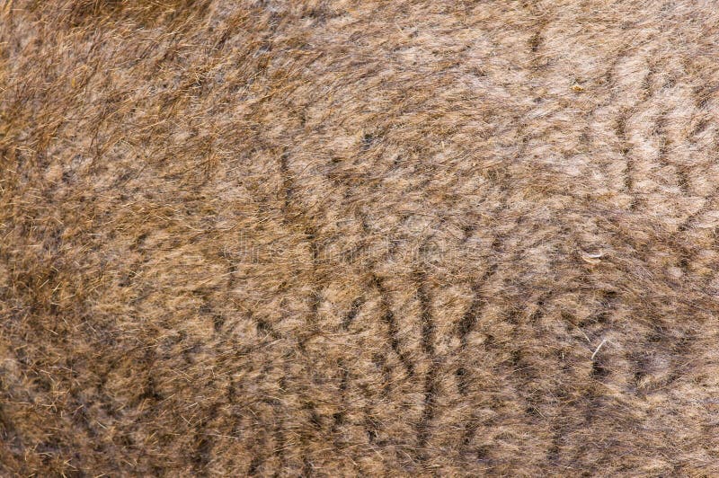 Camel fur stock photo. Image of close, abstract, wallpaper - 16680514