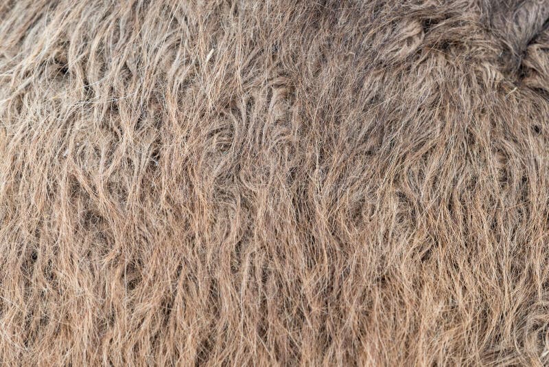 Camel Skin Stock Images - Download 506 Royalty Free Photos