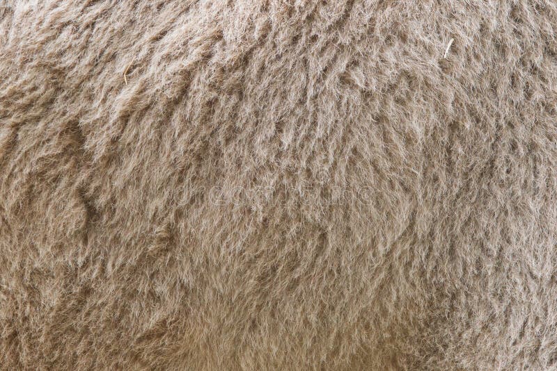 Camel fur stock image. Image of swatch, wild, skin, horse - 58834473
