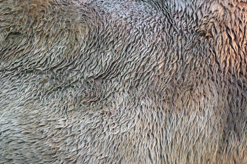 Camel fur texture stock photo. Image of textured, hair - 102352586