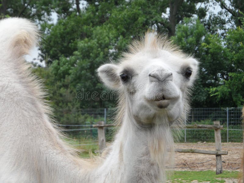 Furry White Bearded Camel Stock Photos - Free & Royalty-Free Stock ...