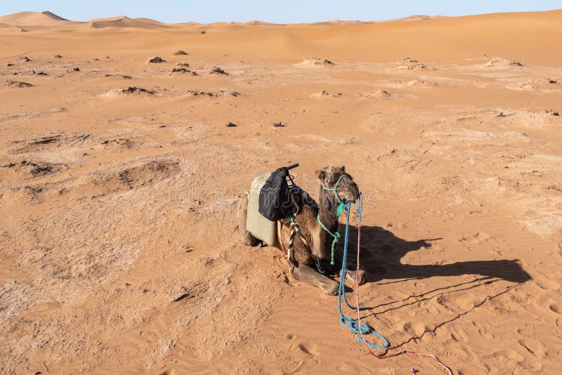 Camel at Rest stock photo. Image of exotic, attraction - 22527146