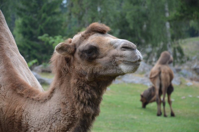 Camel stock photo. Image of trees, landscape, camels - 86501218