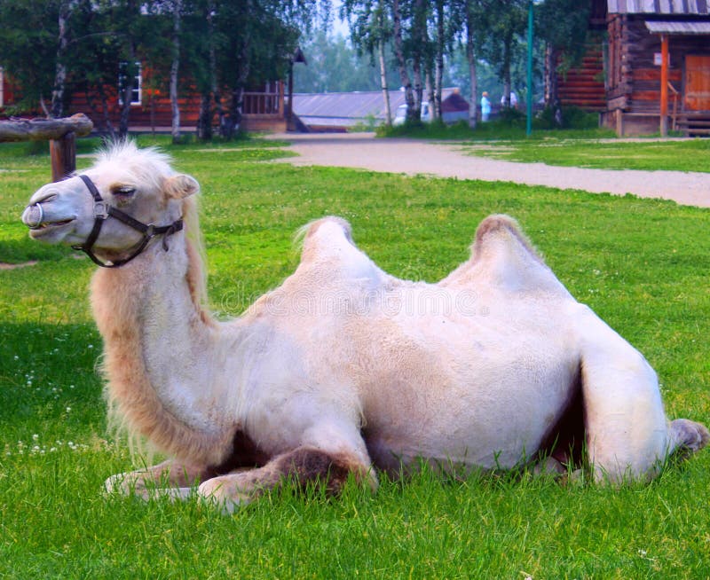 Camel on the grass stock photo. Image of wildlife, countryside - 43828050
