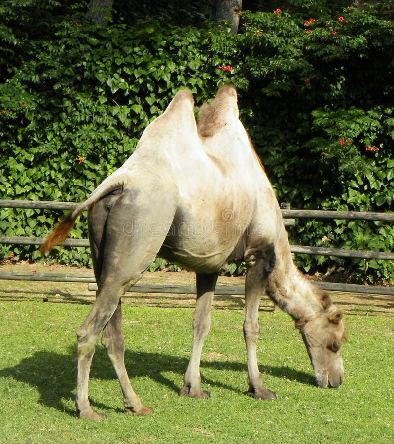 Camel stock image. Image of ride, furry, camel, broome - 67027991