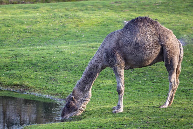 Camel on a Grassy Meadow Drinking Water from a Pond Stock Photo - Image ...