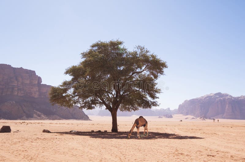 A Camel Grazes Under a Tree in the Wadi Rum Desert Stock Photo - Image ...