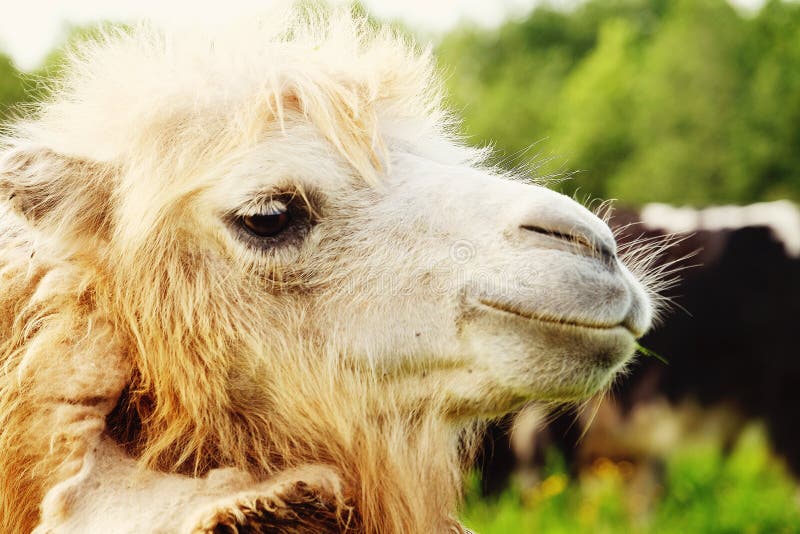 Camel on Green Grass, Summer Stock Image - Image of bactrianus, desert ...