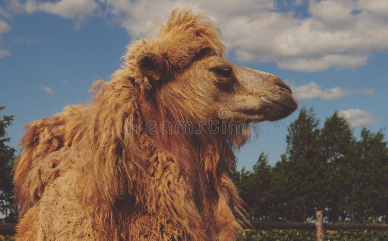 Camel on Green Grass, Summer Stock Image - Image of mammal, isolated ...