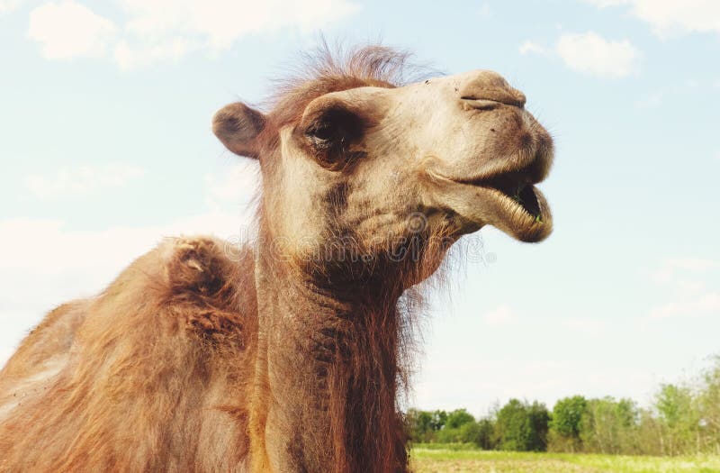Camel on Green Grass, Summer Stock Photo - Image of grass, mammal ...