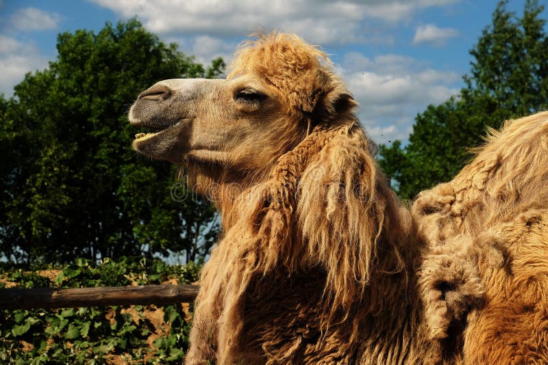 Camel in green field stock image. Image of animal, sitting - 124427585