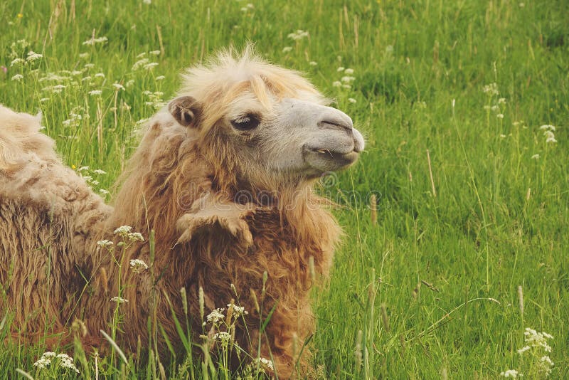 Camel on Green Grass, Summer Stock Image - Image of green, dromedary ...