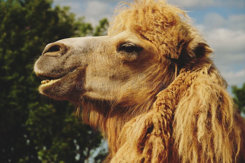 Camel in green field stock image. Image of animal, sitting - 124427585
