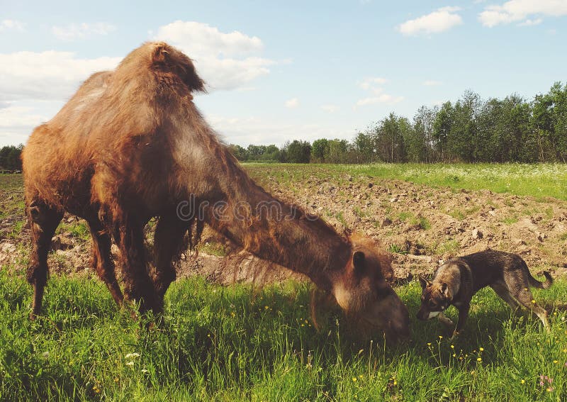 Camel on Green Grass, Summer Stock Photo - Image of animal, green: 98000046