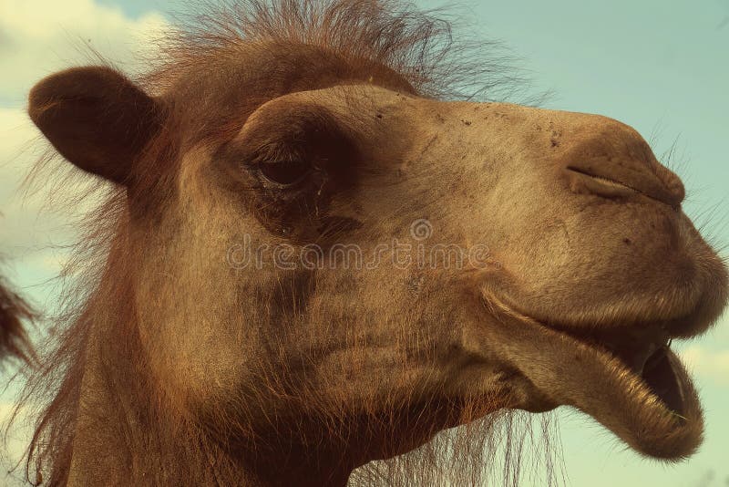 Camel on Green Grass, Summer Stock Photo - Image of bactrianus ...