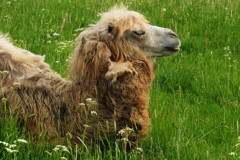 Camel on Green Grass, Summer Stock Photo - Image of animal, dromedary ...