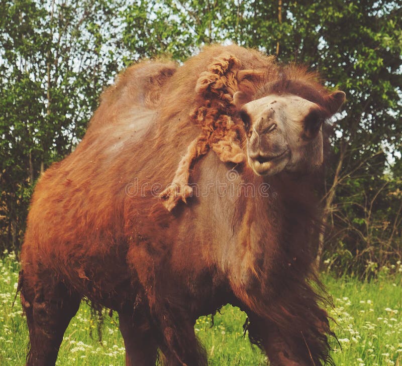 Camel on Green Grass, Summer Stock Photo - Image of outdoor, dromedary ...