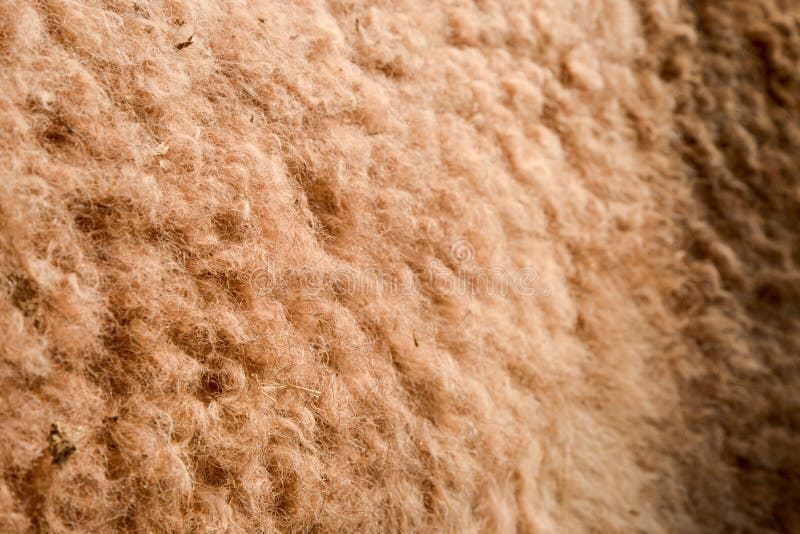 Camel hair stock photo. Image of grunge, abstract, fiber - 108386848