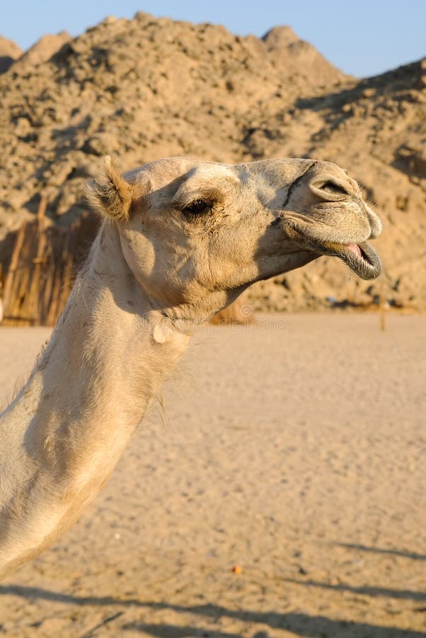 Camel head stock photo. Image of animals, camel, scene - 12601114
