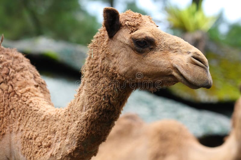 Camel Head stock image. Image of destination, indian - 14708281