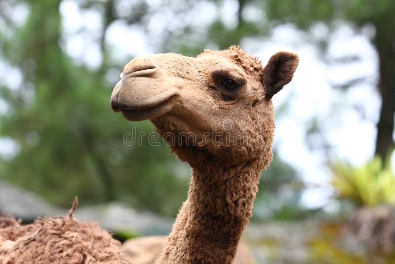Camel Head stock image. Image of destination, indian - 14708281