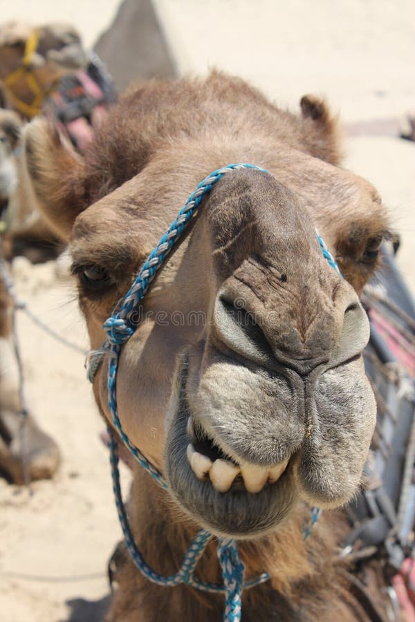 Camel Picture. Image: 2602249