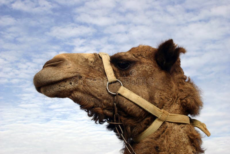 Camel head stock image. Image of tour, wildness, riding - 1993083