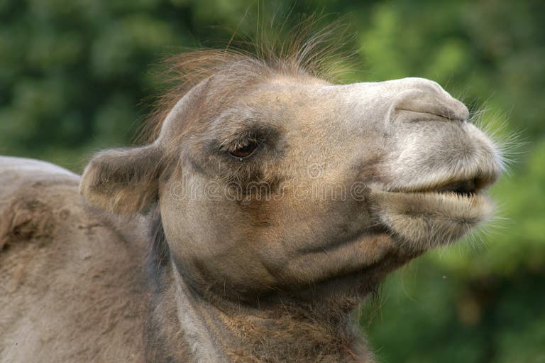 Camel Organs Anatomy Stock Photos - Free & Royalty-Free Stock Photos ...
