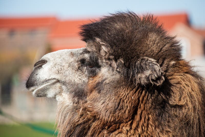 Camel Head stock photo. Image of humps, camel, close - 23797554