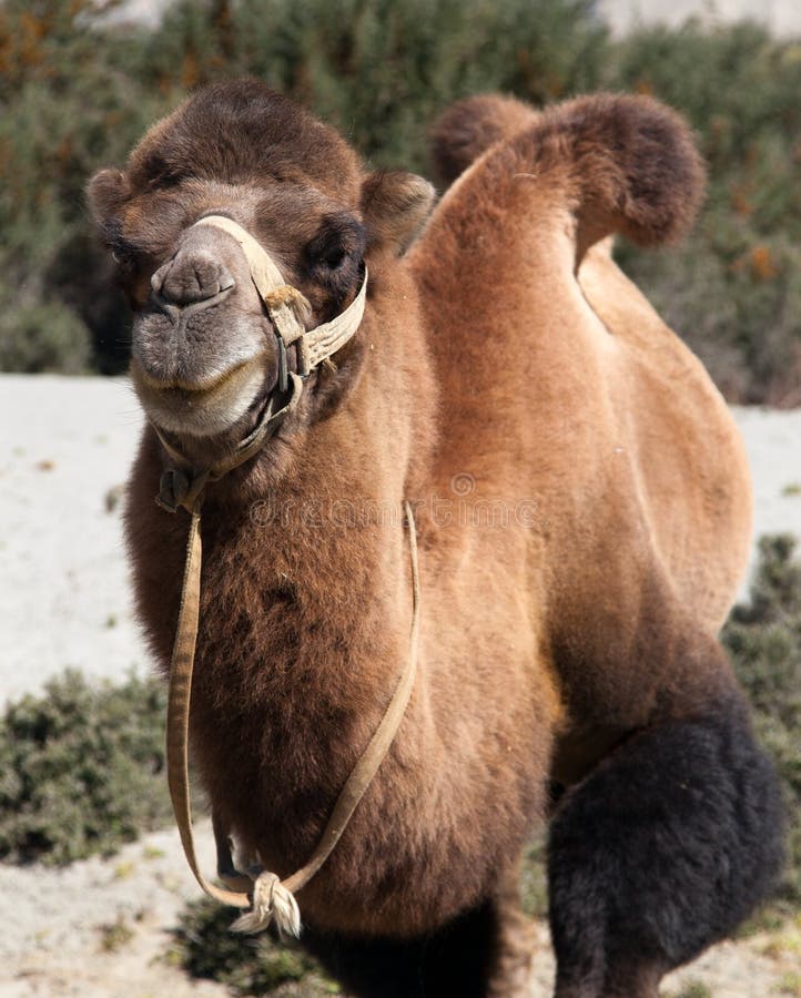 Camel head stock image. Image of halter, headgear, dromedary - 66843371