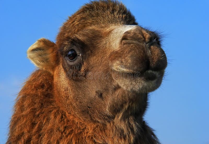 Front Face Arabian Camel Head Close-Up Stock Photo - Image of arab ...
