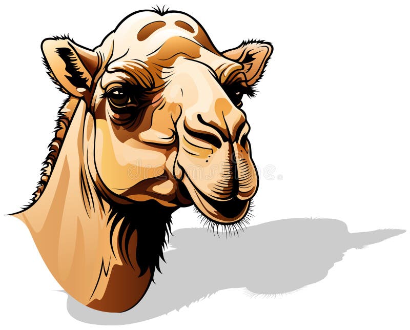 Camel Head As Colored Illustration Stock Vector - Illustration of ...