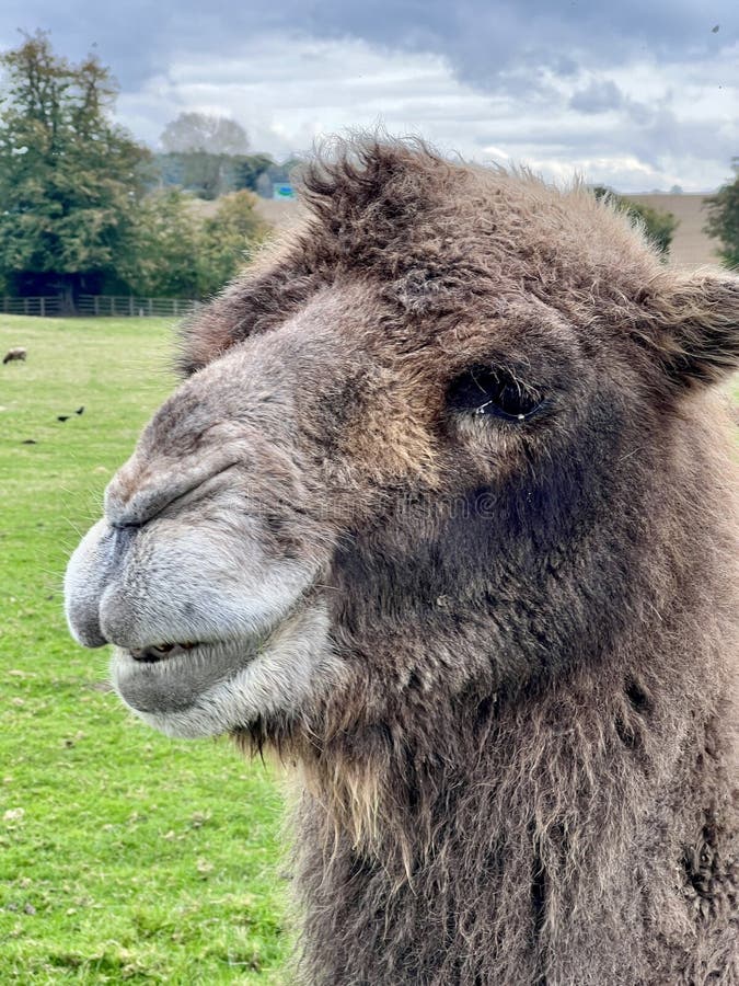 Hunps Stock Photos - Free & Royalty-Free Stock Photos from Dreamstime