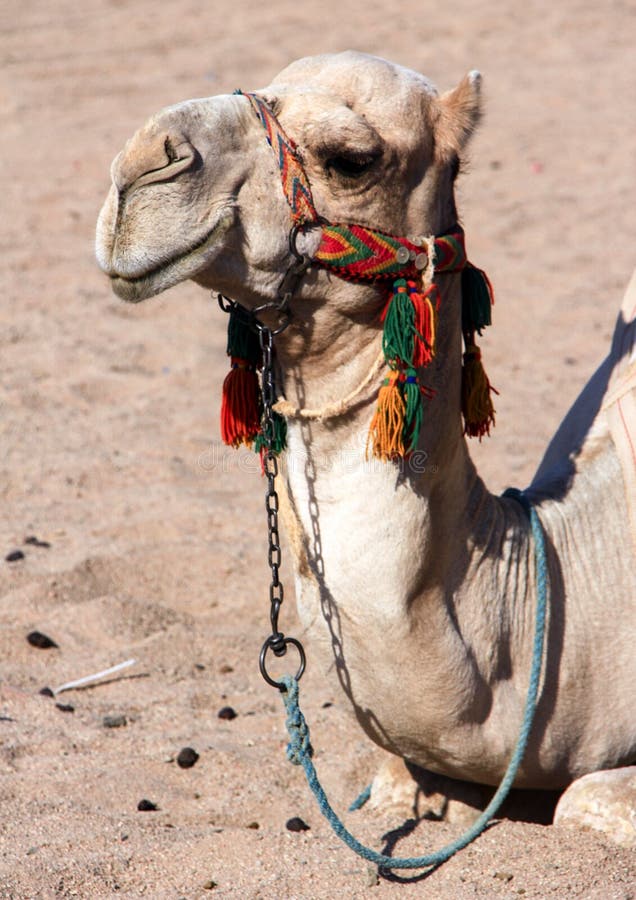 Camel in colorful bridle stock photo. Image of bridle - 53754890