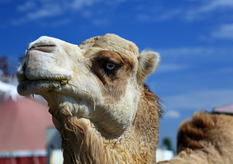 Camel stock image. Image of mammal, wild, brown, blue - 72559555