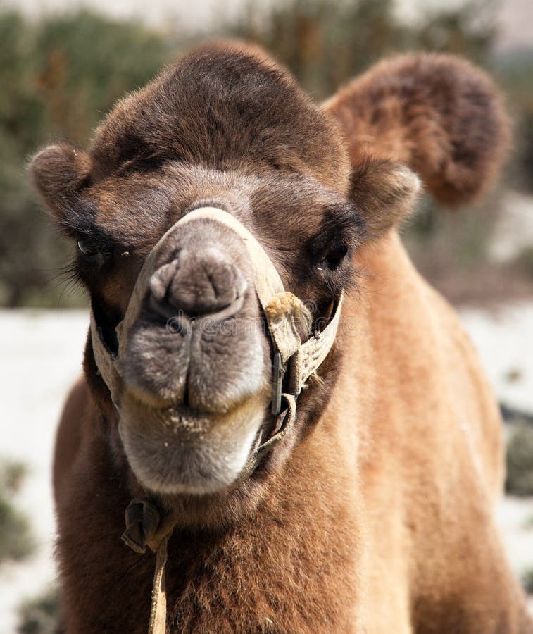 Portrait of Camel head stock photo. Image of animal, asian - 37578564