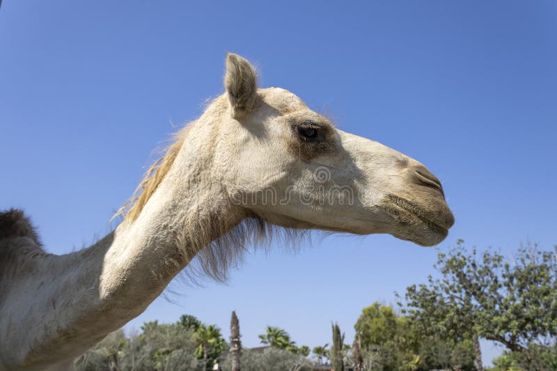 Camel head, profile view stock photo. Image of head - 305449102