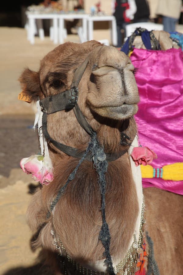 Camel stock image. Image of sand, summer, camel, transportation - 92903683