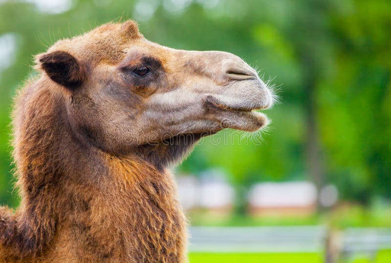Camel portrait on a side stock image. Image of sahara - 87760713