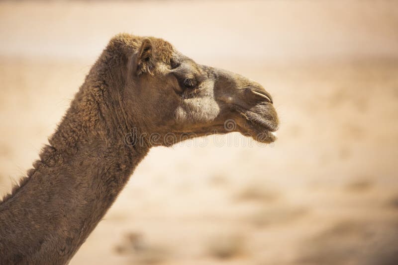 Side View Camel Stock Photos - Download 322 Royalty Free Photos