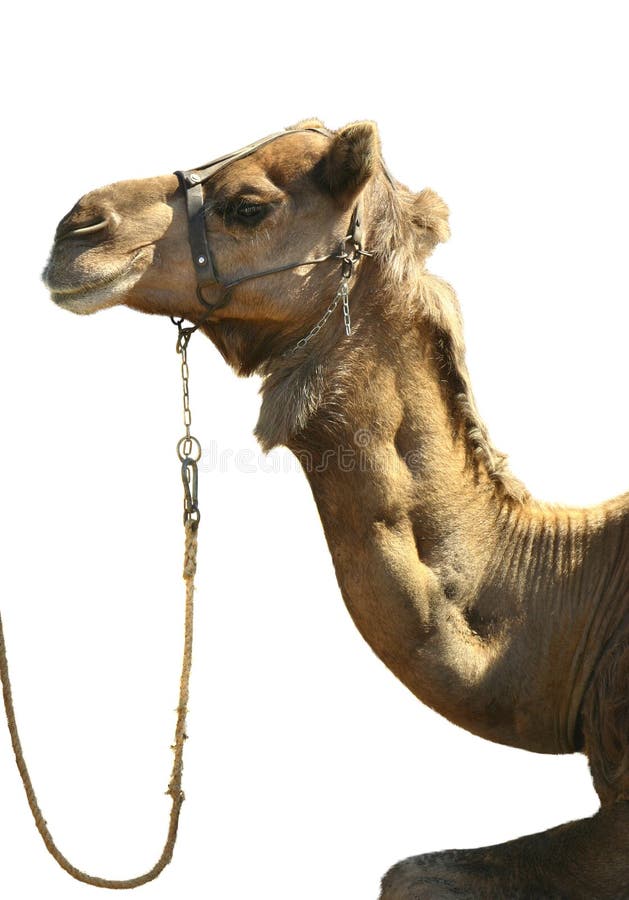 Camel on white background stock image. Image of caravan - 12966807