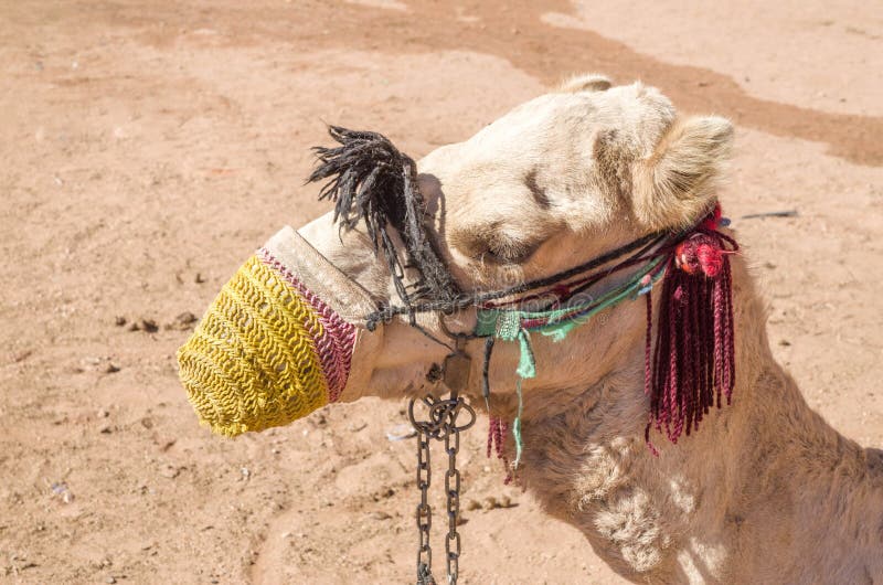Camel Head with Yellow Mesh Muzzle in Desert, Jordan Stock Photo ...