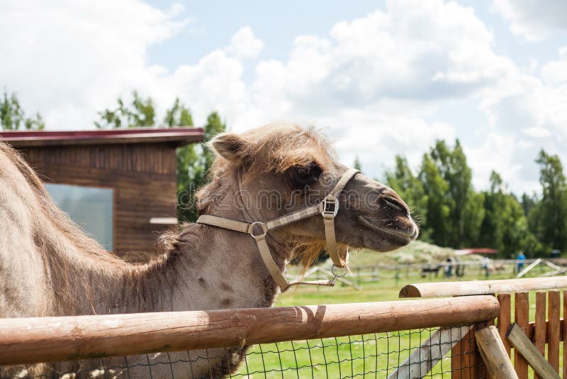 Home is a Camel cart stock photo. Image of green, woman - 10863132