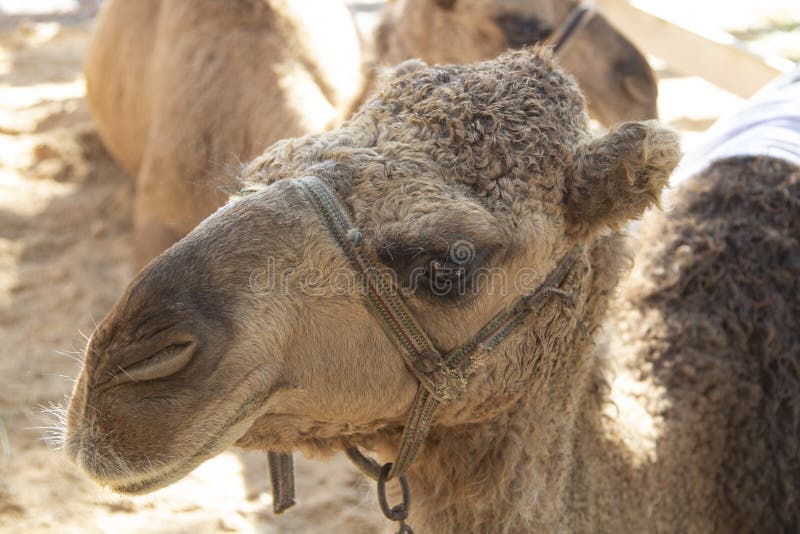 Camel in the Hot Dry Middle Eastern Desert Stock Photo - Image of ...
