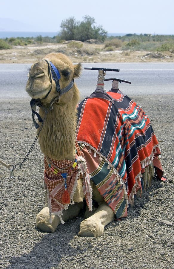 Camel stock photo. Image of neck, hump, ruminant, eyelashes - 40225940