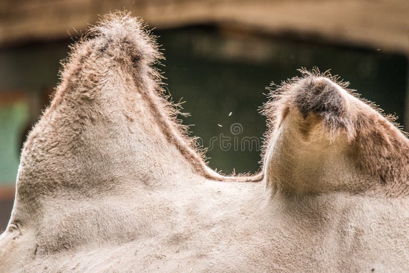 Camel humps closeup stock image. Image of hump, outdoors - 198680303