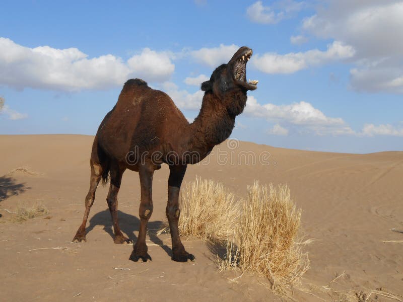 Camel stock image. Image of iranian, iran, desert, adventure - 60405731